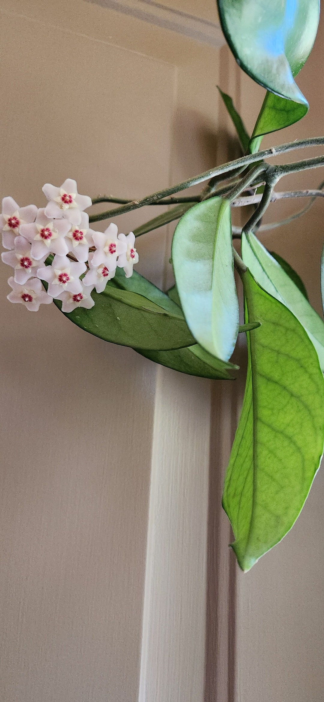 Hoya Rangsan Splash Cuttings - Etsy