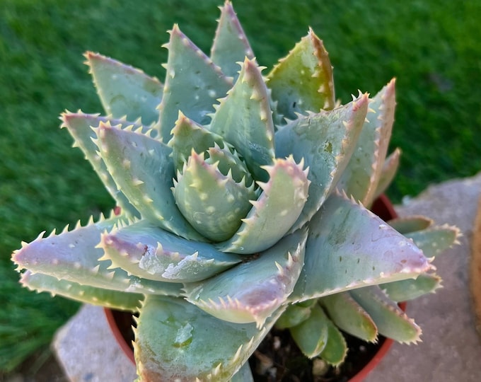 Aloe Brevifolia/ 'short-leaf Aloe' / 4'' Pot - Etsy