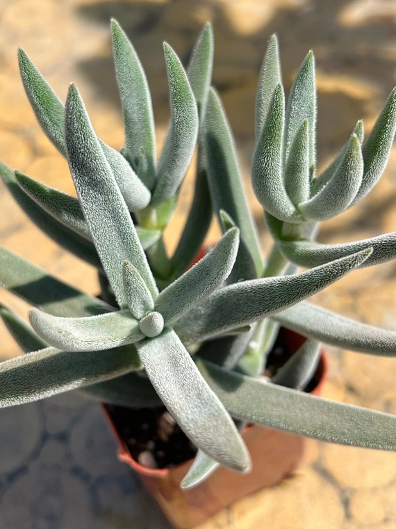 Crassula Mesembryanthemoides/ 'tenelli' - Etsy