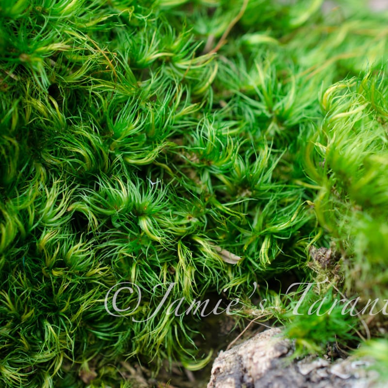 Preserved Moss - Etsy