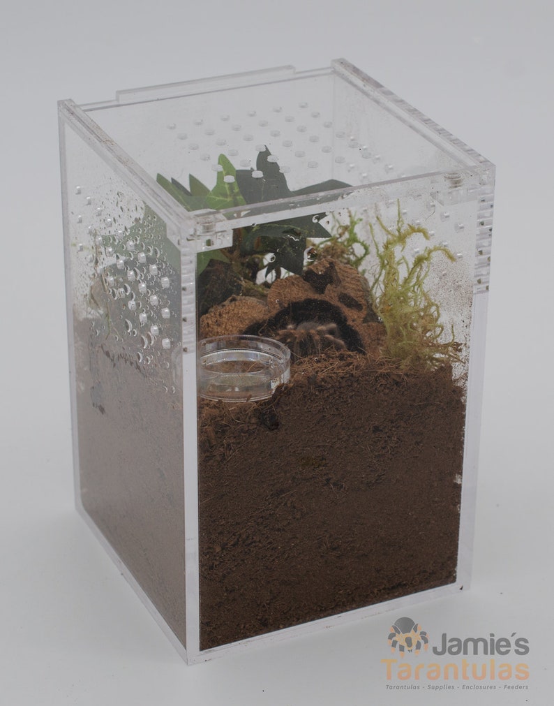 4x4x6" Tarantula & Insect Cage - Complete Terrestrial Kit - Magterra ...
