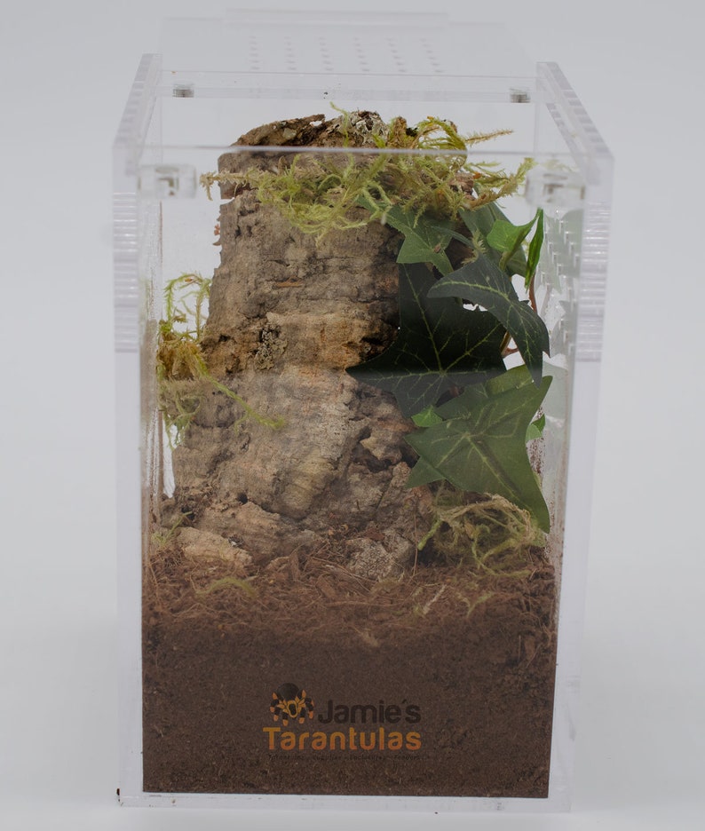 4x4x6" Tarantula & Insect Cage - Complete Fossorial / Arboreal Kit ...