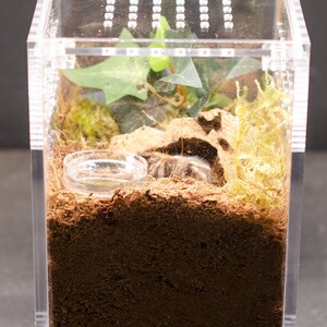 4x4x6" Tarantula & Insect Cage - Complete Terrestrial Kit - Magterra ...