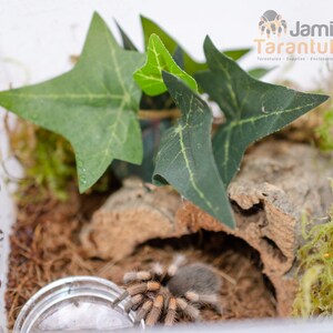 4x4x6" Tarantula & Insect Cage - Complete Terrestrial Kit - Magterra ...