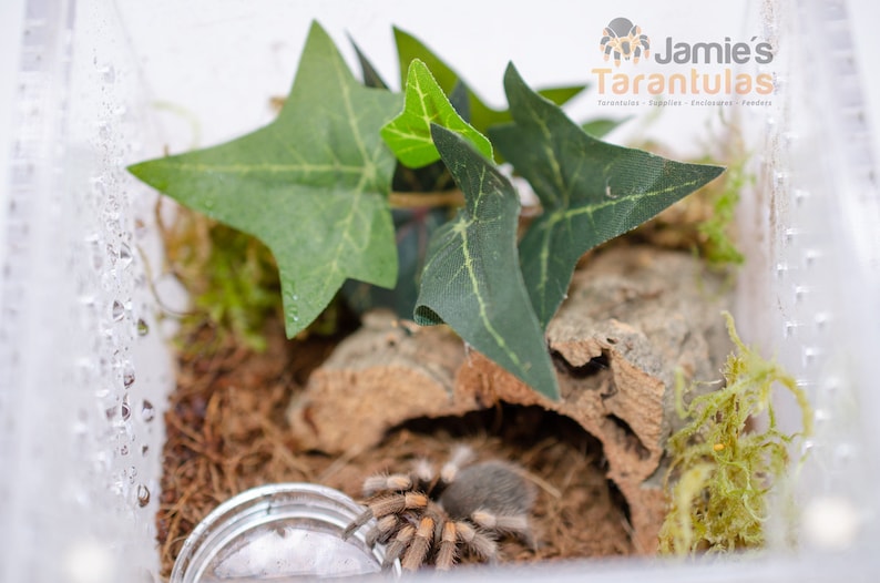 4x4x6" Tarantula & Insect Cage - Complete Terrestrial Kit - Magterra ...