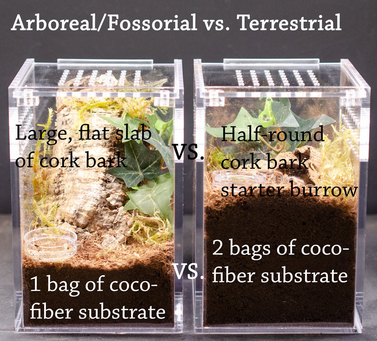 4x4x6" Tarantula & Insect Cage - Complete Fossorial / Arboreal Kit ...