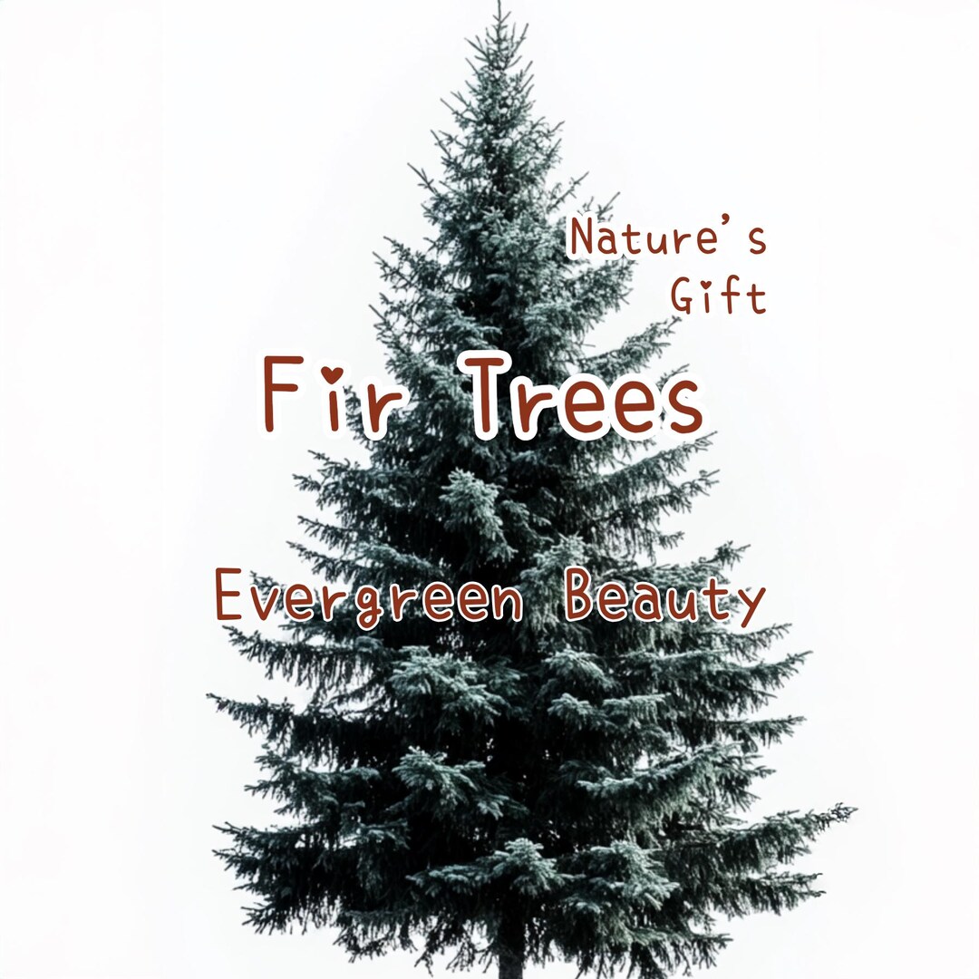 Fir Trees Overlays (35 Transparent Pngs) - Digital Download for ...