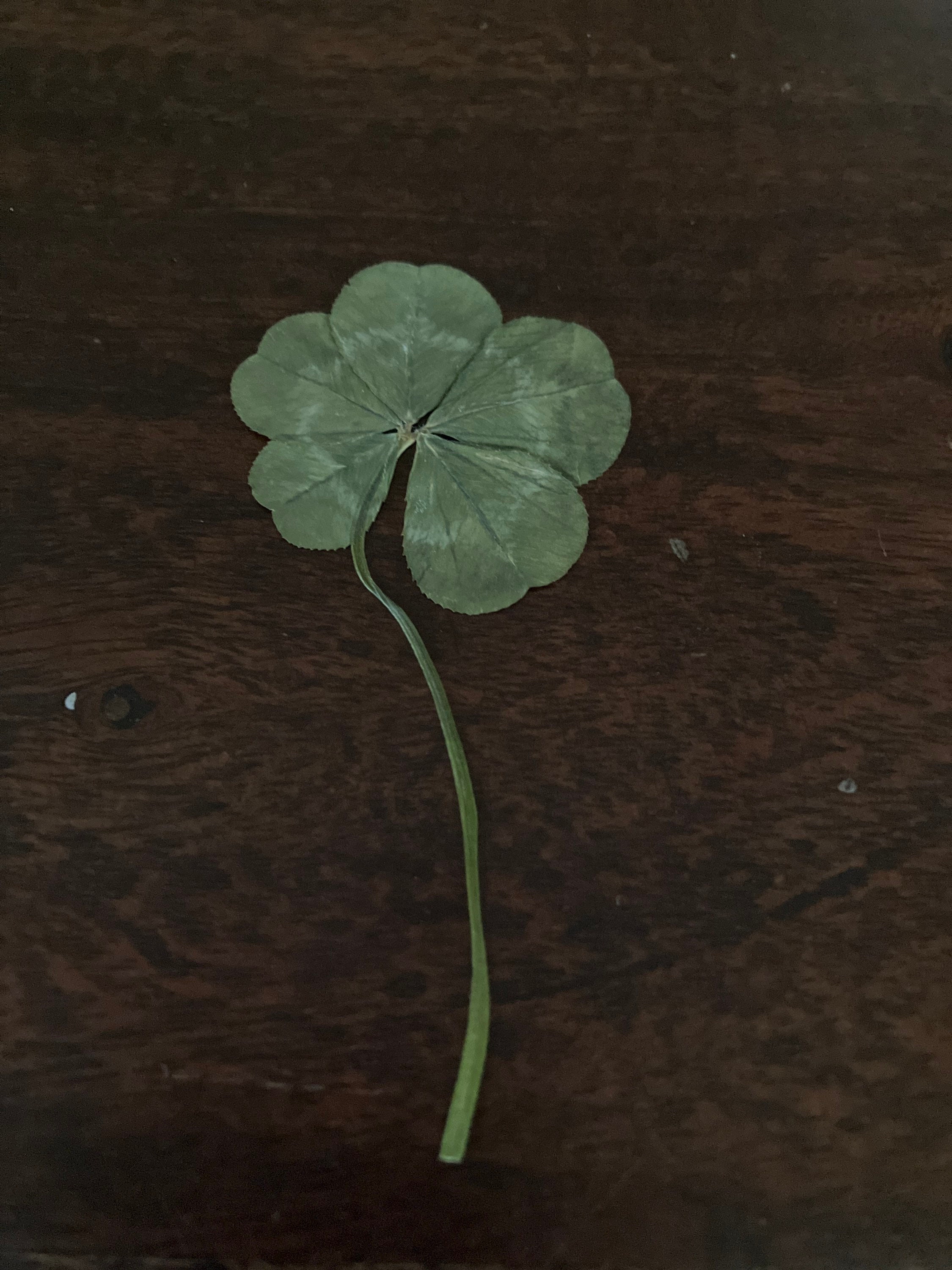 Five Leaf Clovers - Etsy