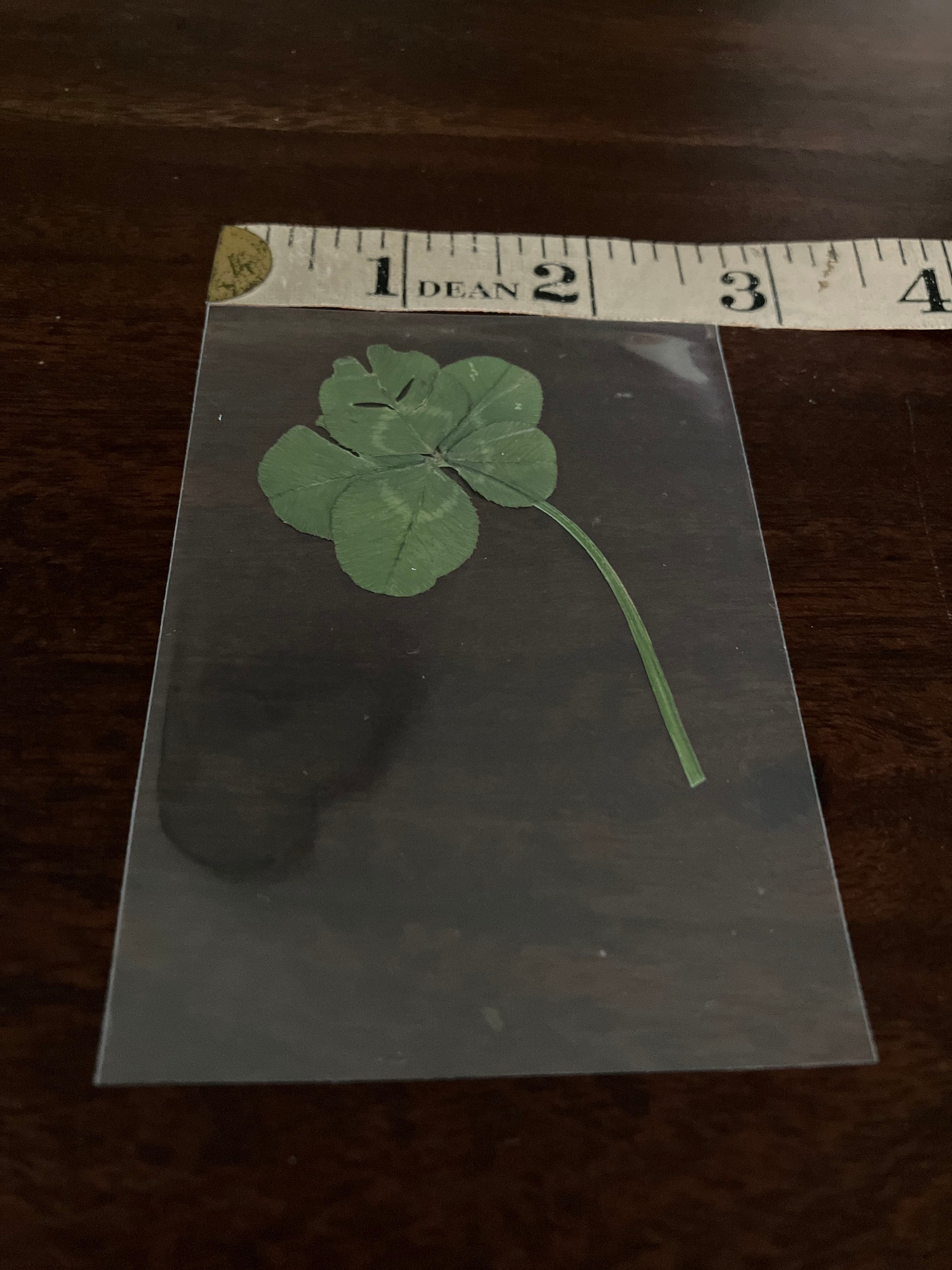 Five Leaf Clovers - Etsy