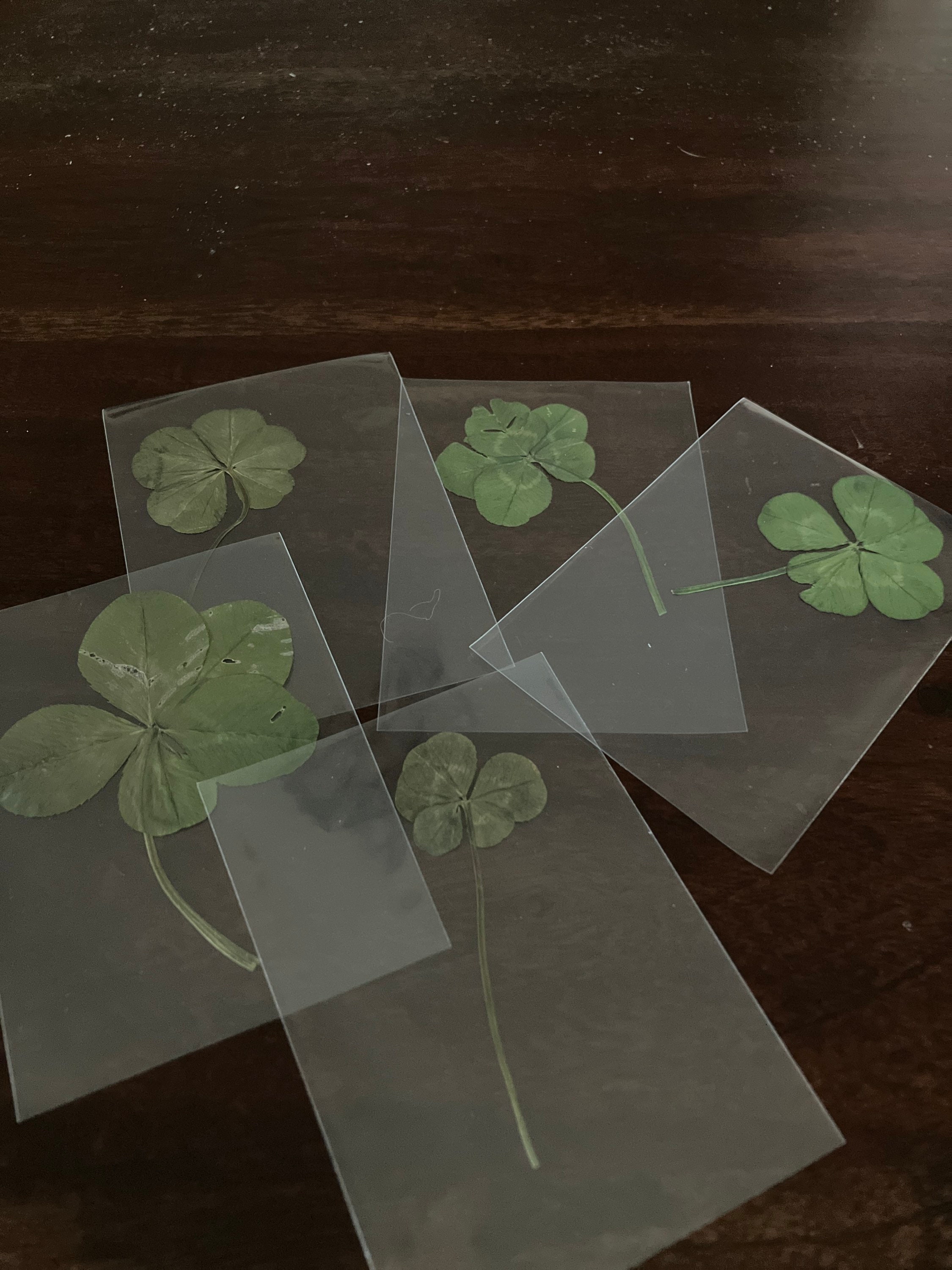 Five Leaf Clovers - Etsy