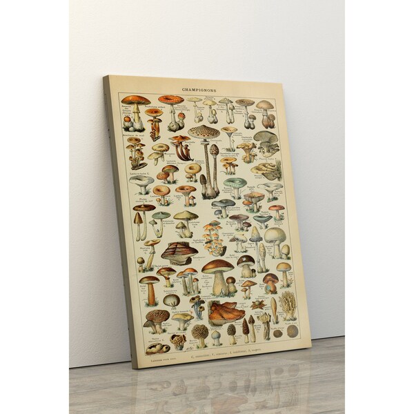 Mushroom Poster - Etsy