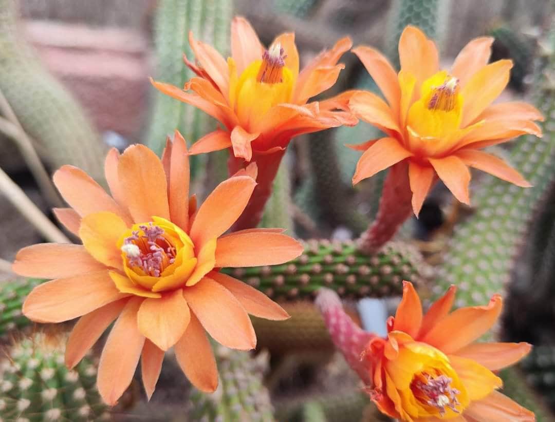 Cleistocactus vulpis-cauda of Apenstaart. Cactus met apenstaart - Etsy ...