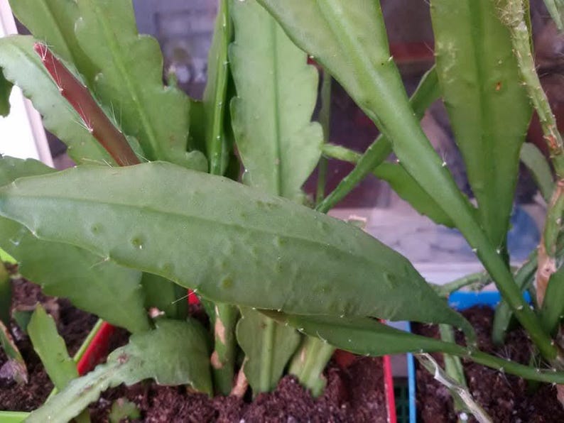 5 foglie di cactus orchidea - Etsy Italia