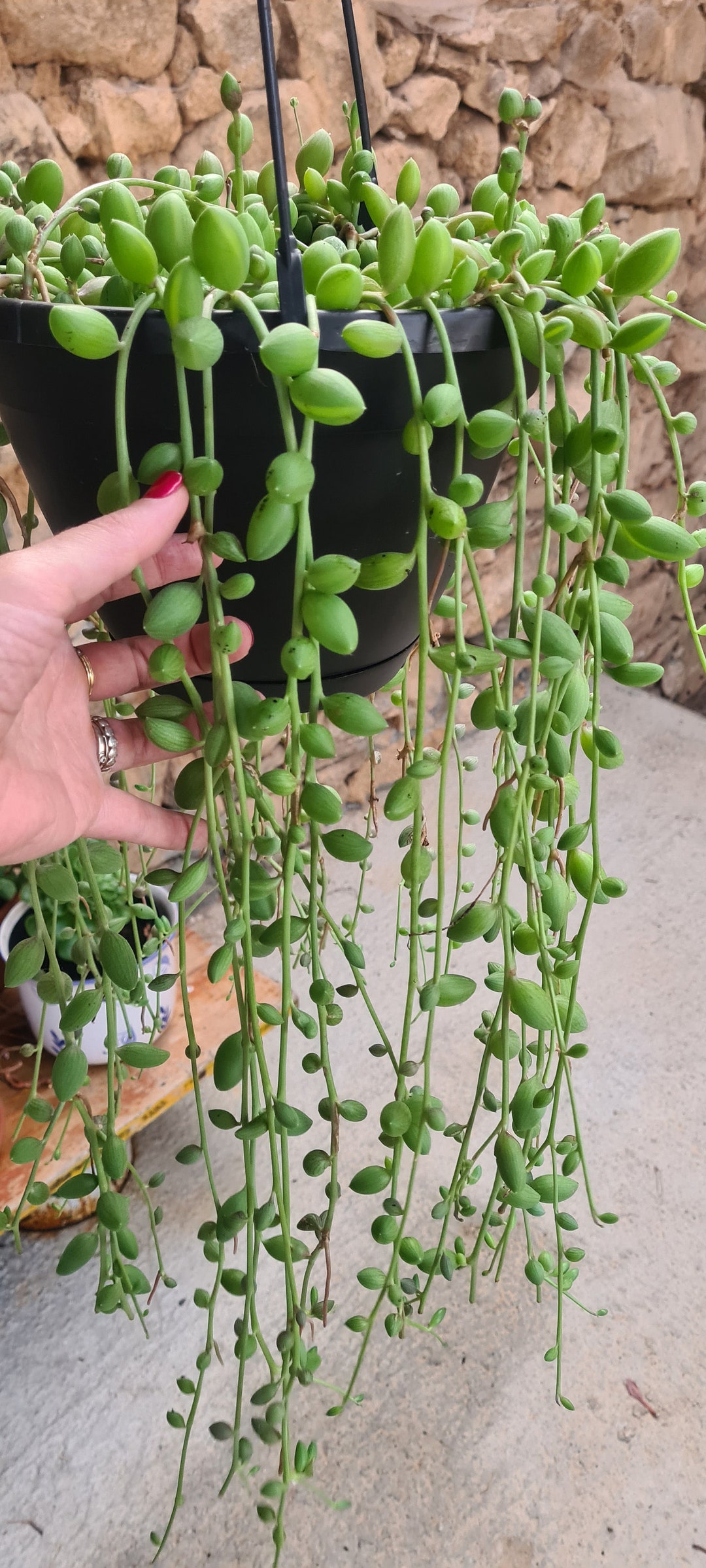 Senecio Herreanus or Necklace of Melons, Glass With Rooted Cuttings, as ...
