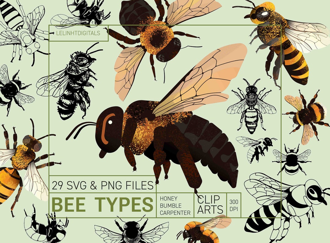 Bee Types Clip Arts | Bee PNG Files | Bee SVG Files| Honey Bee | Bumble ...