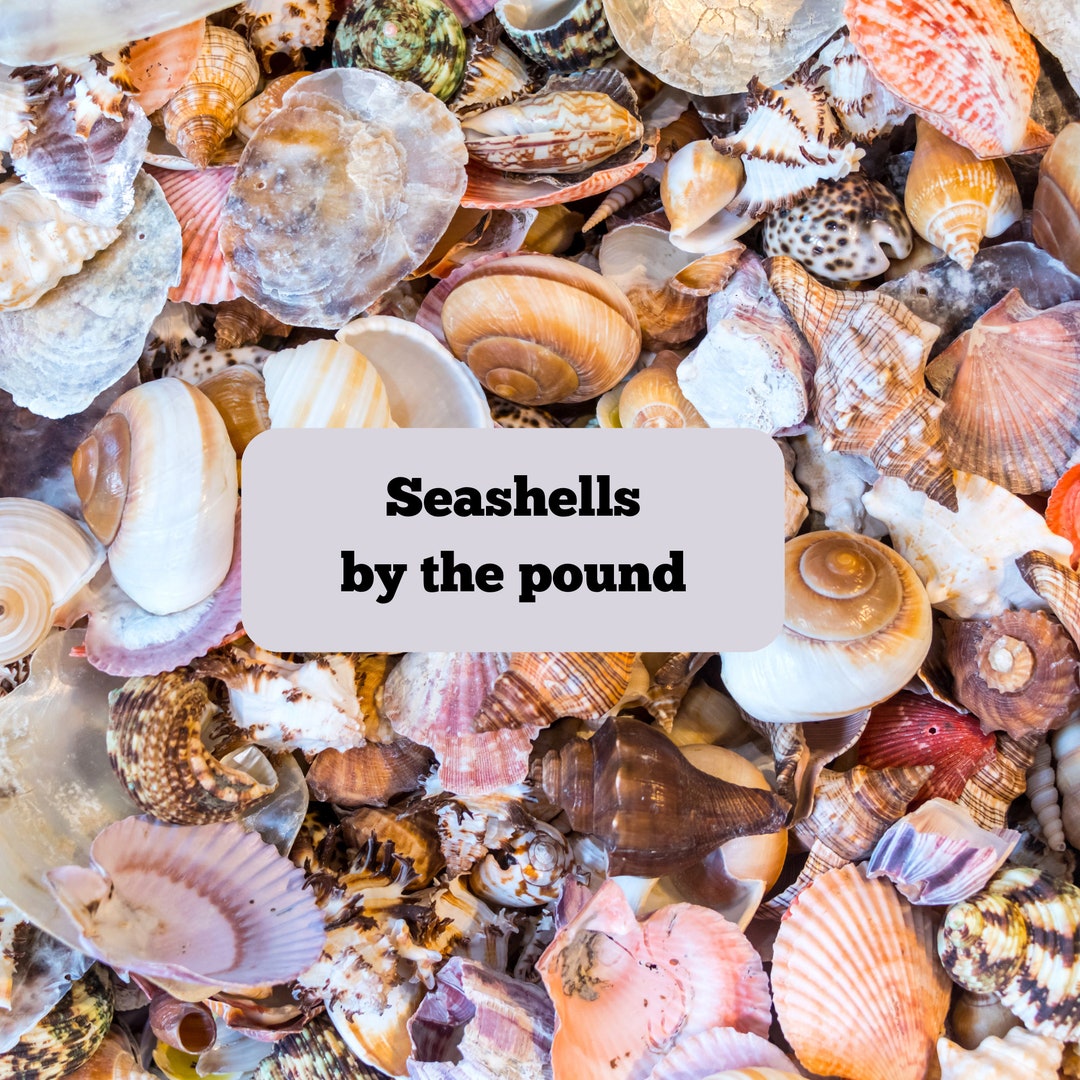 Mixed Lot Seashells One Pound - Etsy