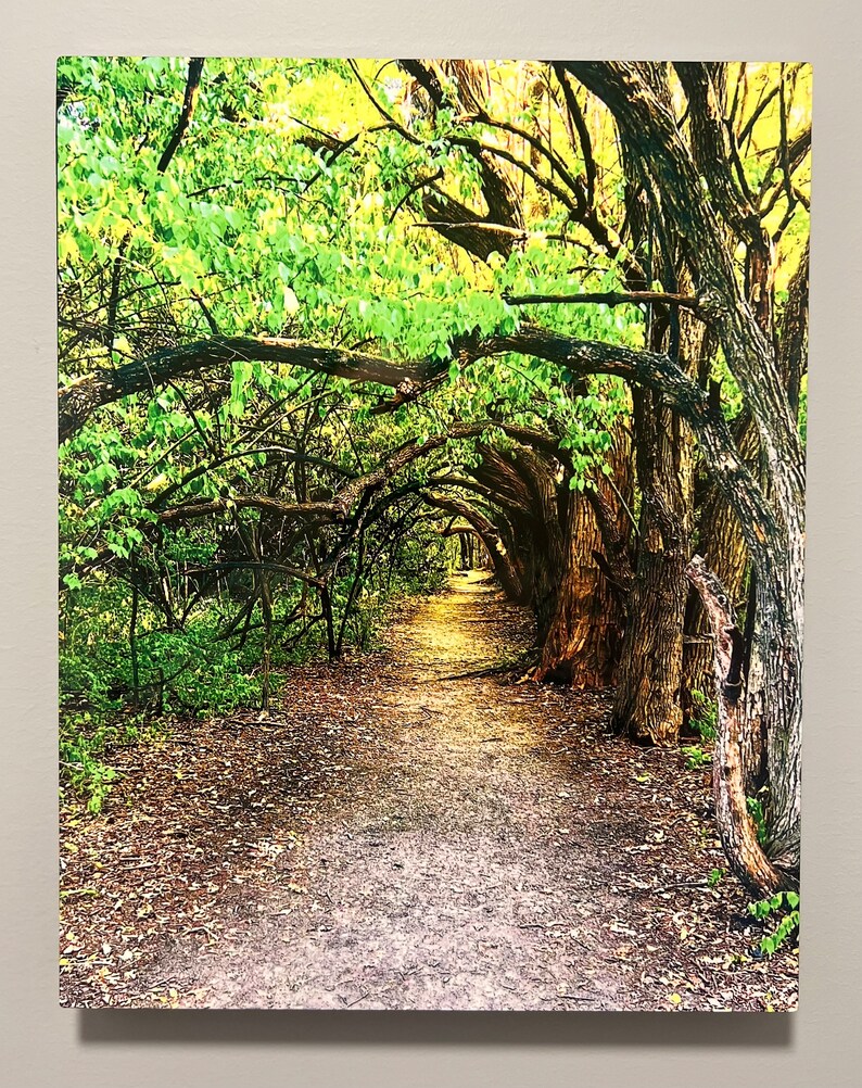 Tree Tunnel Wall Art - Etsy