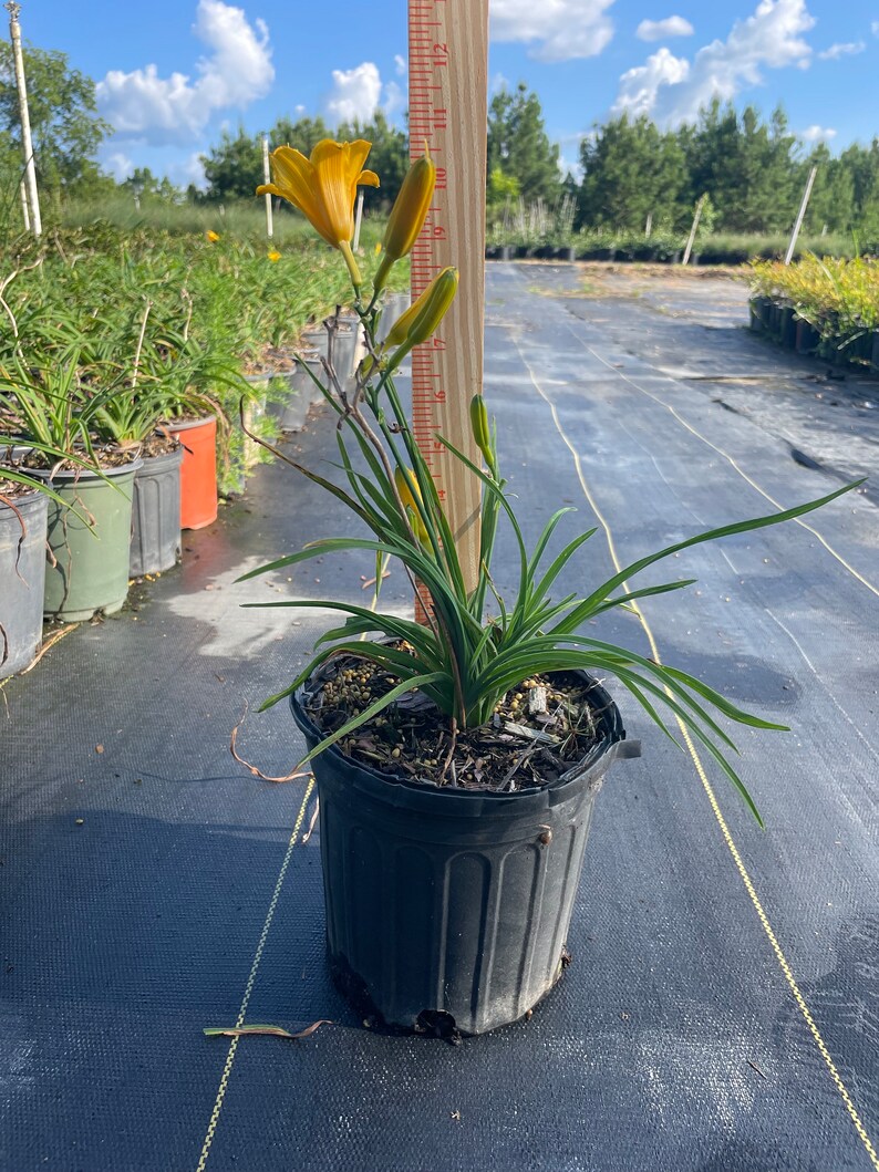 Daylily, Ditch-lily, 1 Gallon Plant, Multiple Varieties - Etsy