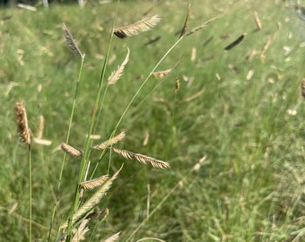 Bouteloua Gracilis Blue Grama KL Ornamental Perennial Grass Live ...