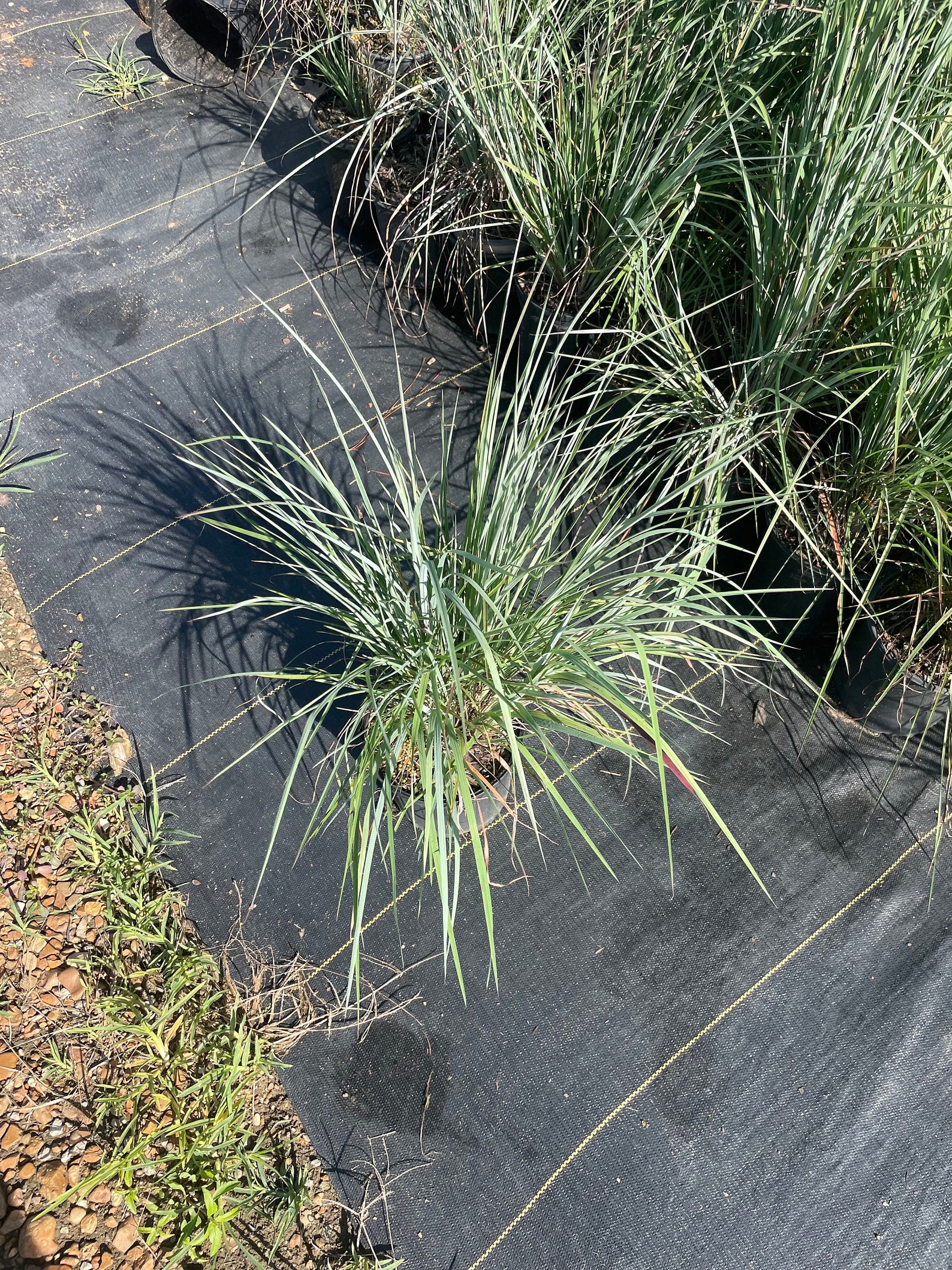 Little Bluestem, Schizachyrium Scoparium, 1 Gallon Plant - Etsy