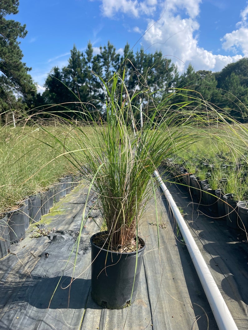 Weeping Lovegrass, Eragrostis Curvula, 1 Gallon Plant - Etsy