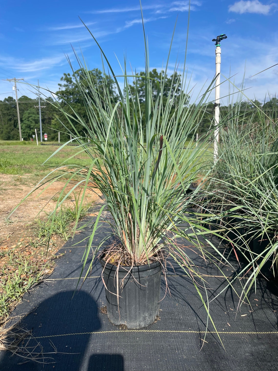 Little Bluestem, Schizachyrium Scoparium, 1 Gallon Plant - Etsy