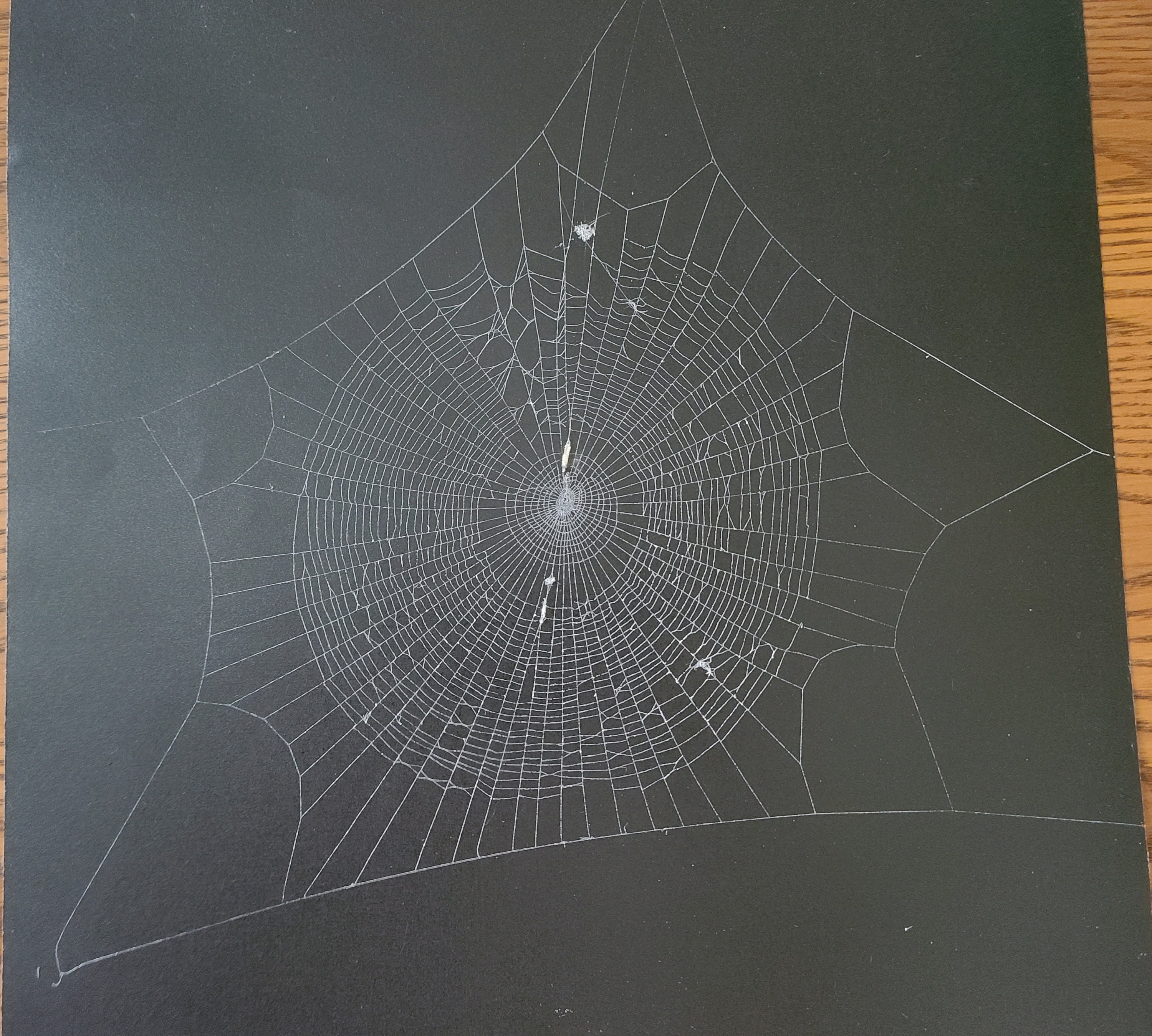 Preserved Spider Web in 16 1/2 X 16 1/2 Repurposed - Etsy