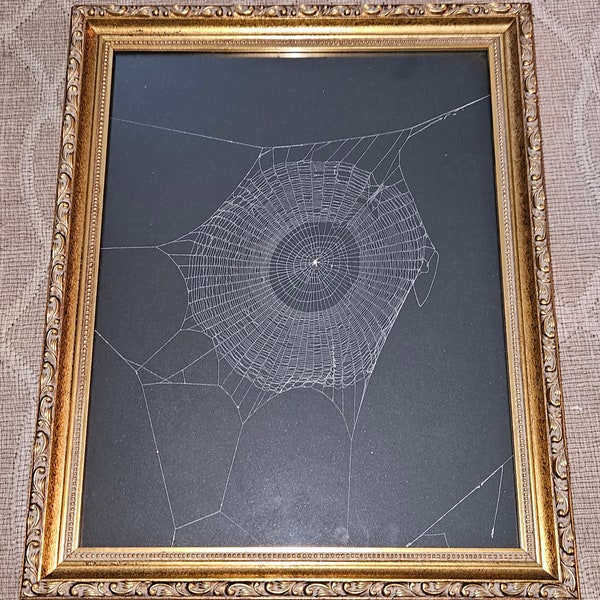 Framed Spider Web - Etsy