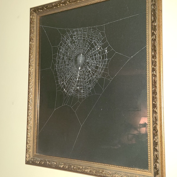 Framed Spider Web - Etsy