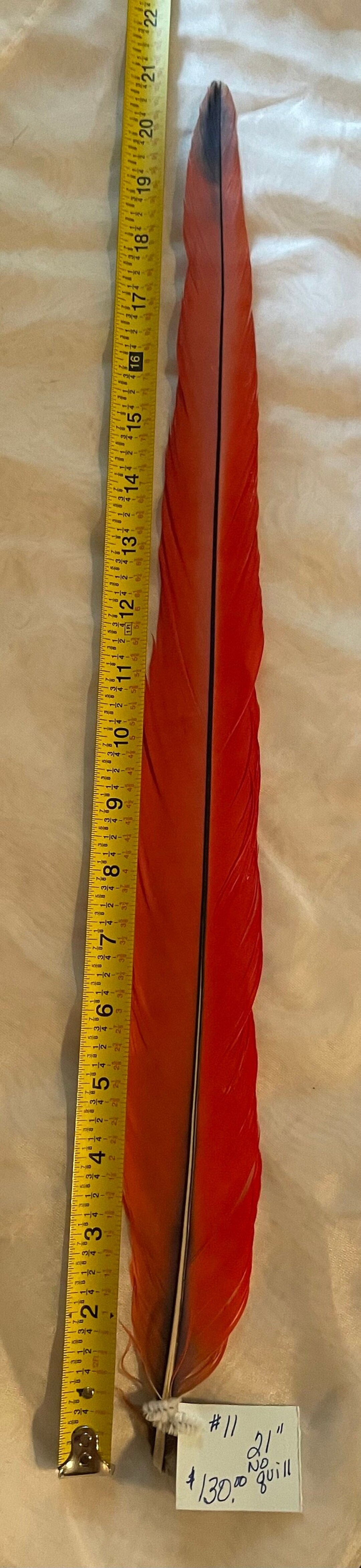 Rare Limited Collection Scarlet Macaw Feather 21 No - Etsy