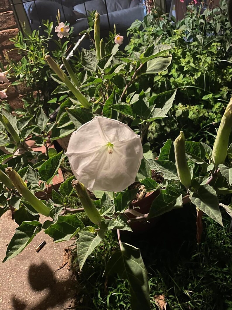 Moonflower Devils Trumpet Seeds - Etsy