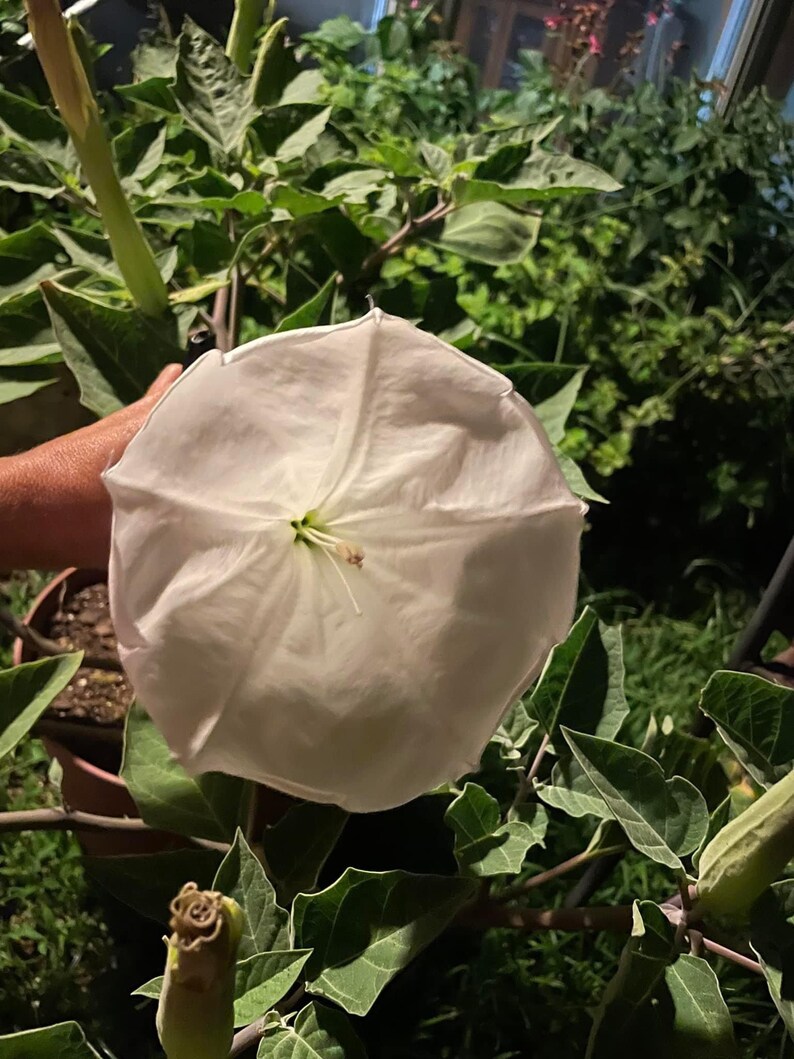 Moonflower Devils Trumpet Seeds - Etsy