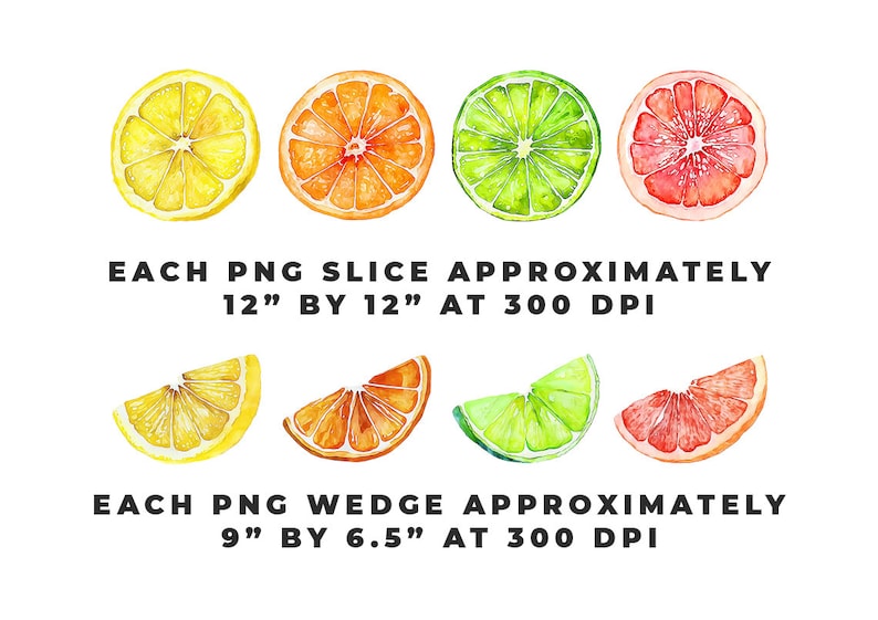 Watercolor Slices of Citrus Fruits - .ai and Png DIGITAL DOWNLOAD. - Etsy