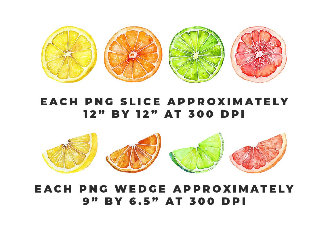 Watercolor Slices of Citrus Fruits - .ai and Png DIGITAL DOWNLOAD. - Etsy