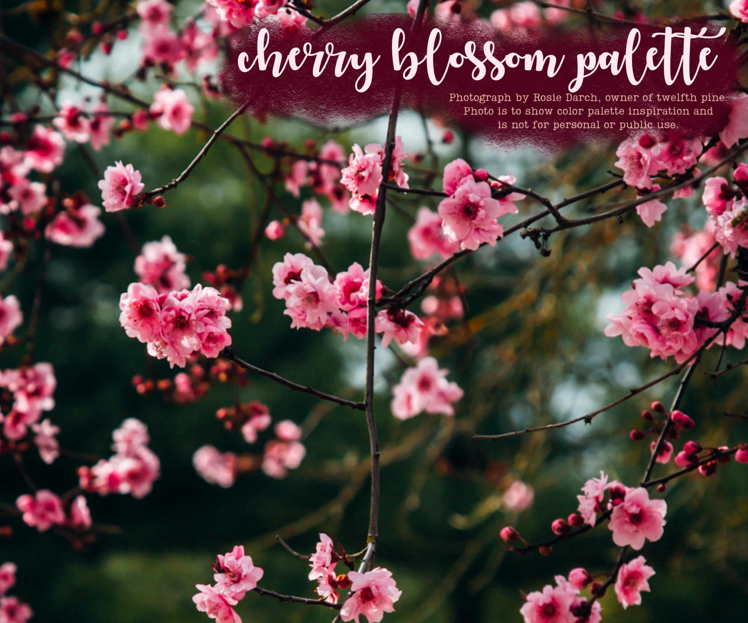 Cherry Blossom Color Palette Set of 30 Color Swatches - Etsy