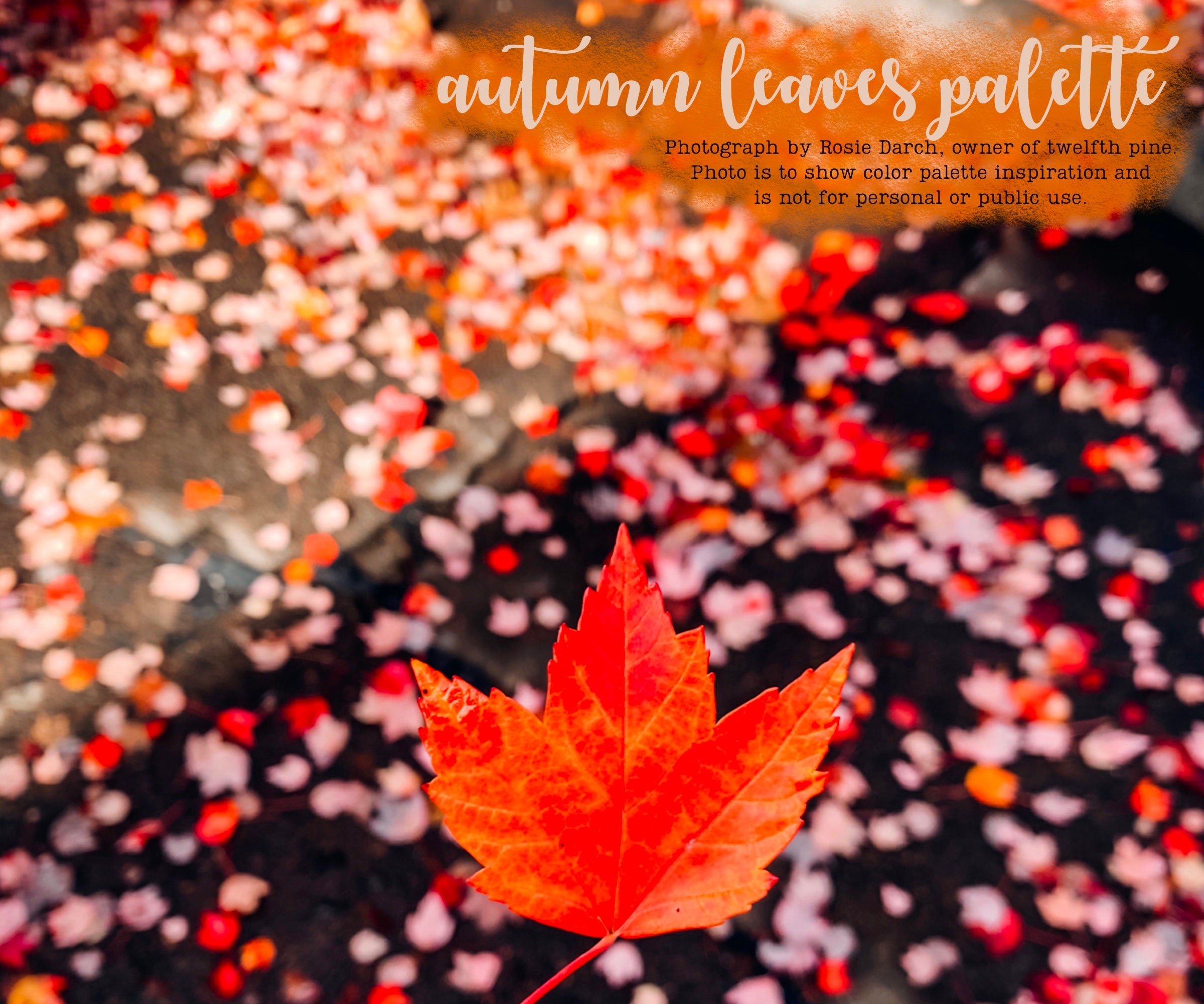 Autumn Leaves Color Palette Set of 30 Color Swatches - Etsy