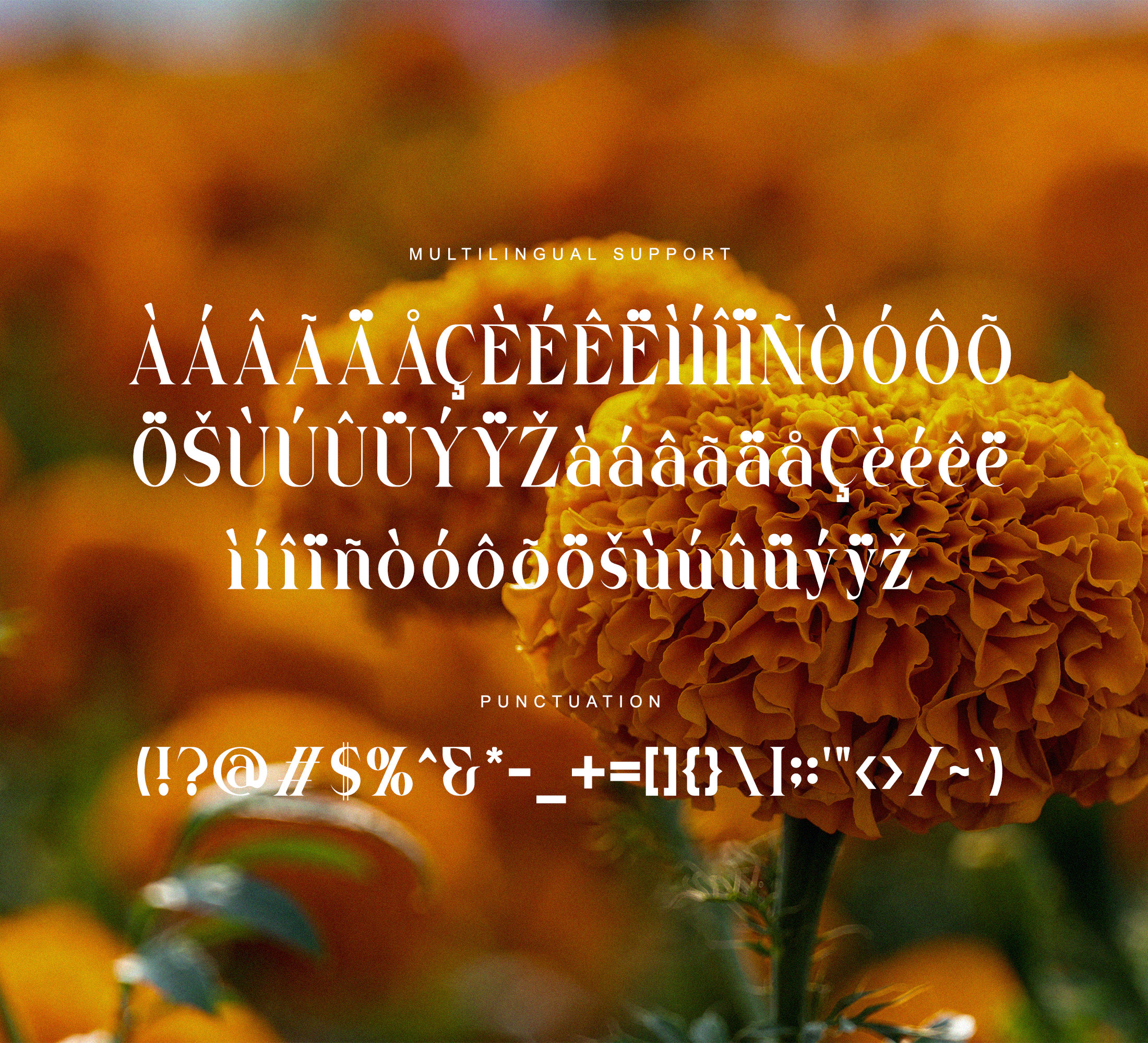 Modern Font, Marigold Font, Serif Font, Classy Typeface, Font Design ...