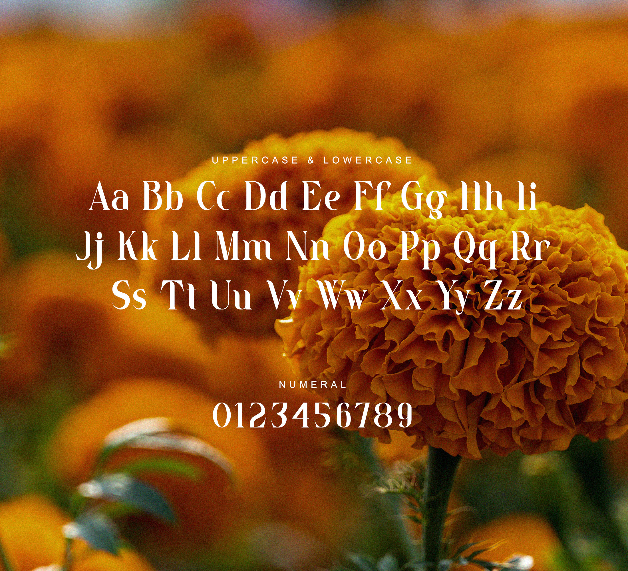 Modern Font, Marigold Font, Serif Font, Classy Typeface, Font Design ...