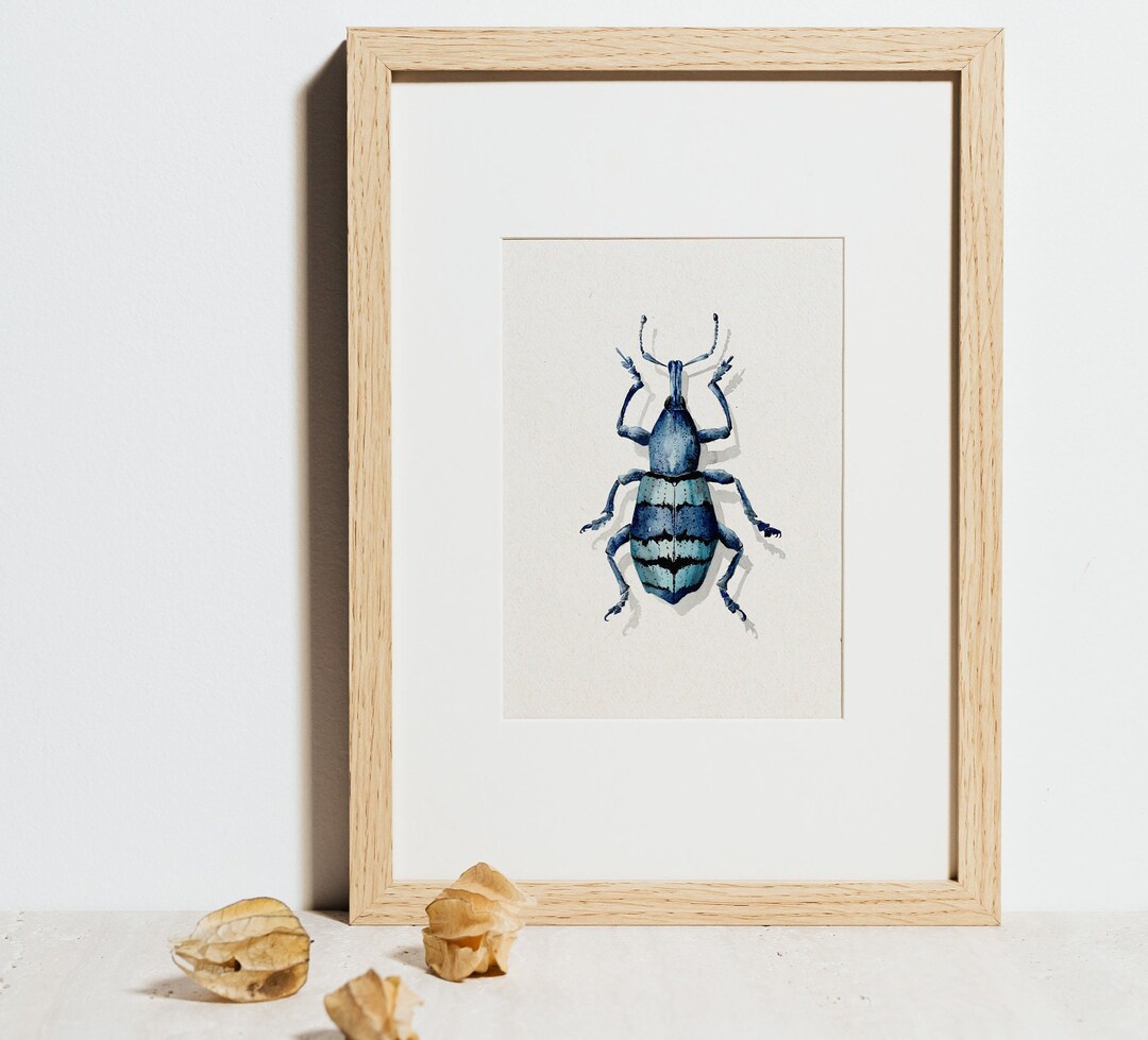 Original Watercolor Insect Blue Weevil, Eupholus Schoenherrii ...