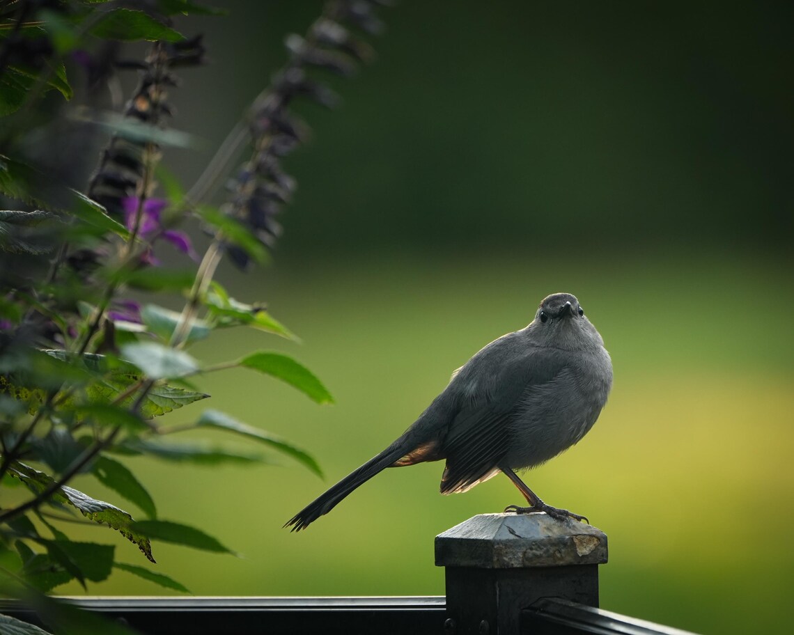 Gray Catbird in the Garden, Photos, Nature Prints, Bird Photos - Etsy