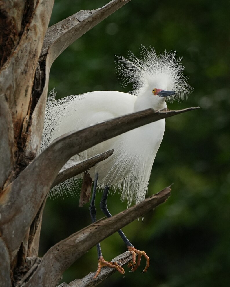 Snowy Egret Photos, Breeding Plumage, Nature Prints, 5 Variations - Etsy