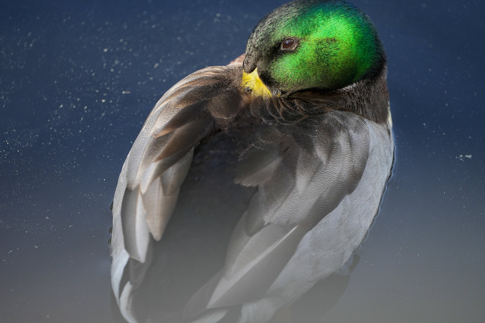 Mallard Duck Fine Art Prints, Duck Photos, 2 Variations, Wildlife ...