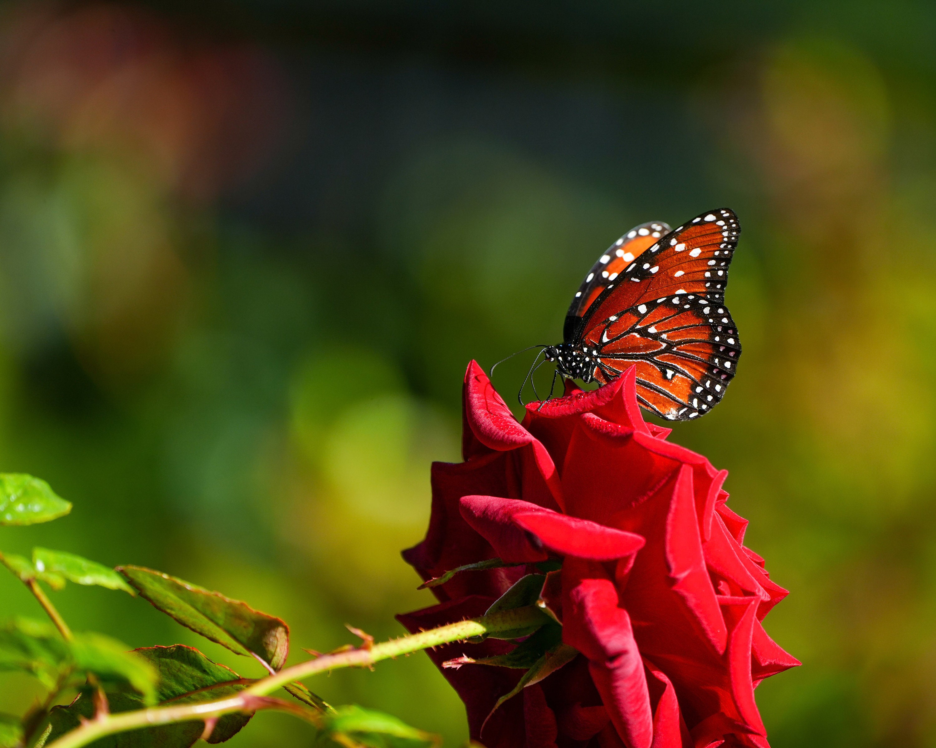 Queen Butterfly on Red Rose Print, 2 Variations, Nature Photo - Etsy