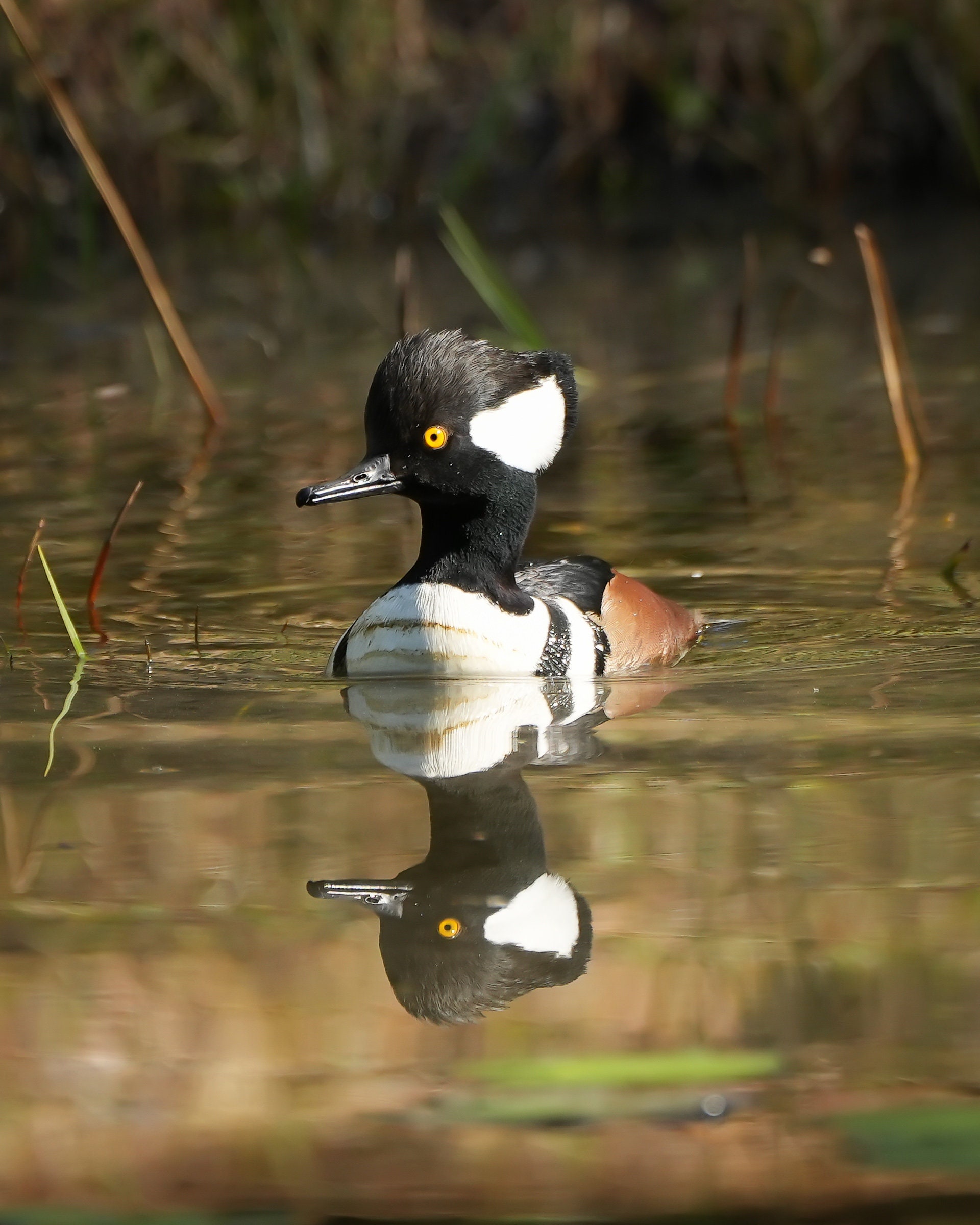 Hooded Merganser Photos, Duck Prints, 10 Variations, Fine Art Prints - Etsy