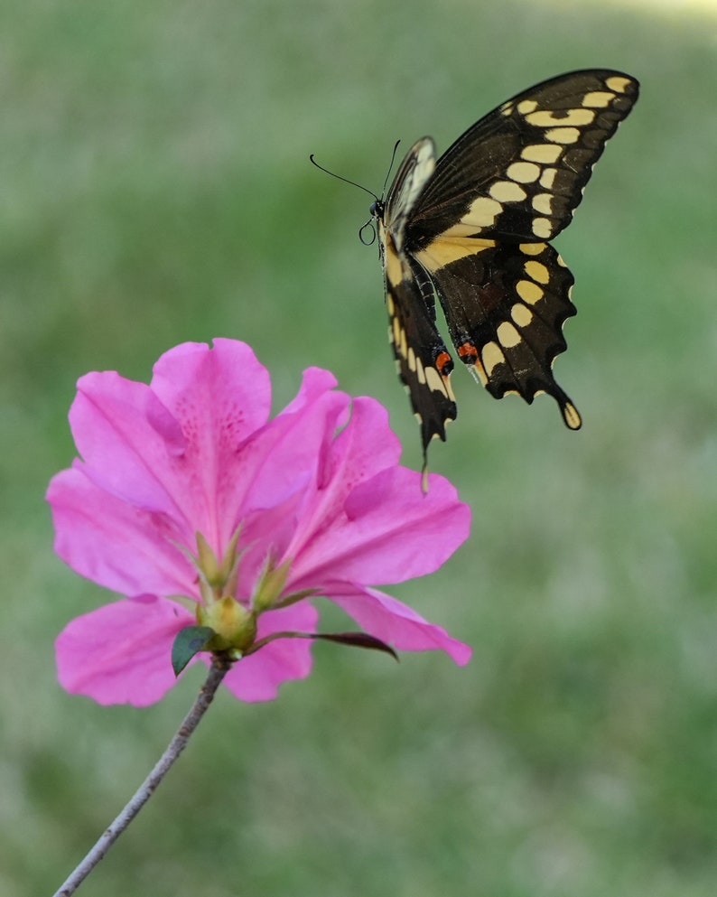 Giant Swallowtail Butterfly Photos, 4 Variations, Nature Prints - Etsy