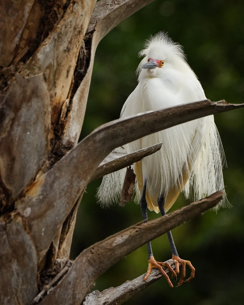 Snowy Egret Photos, Breeding Plumage, Nature Prints, 5 Variations - Etsy