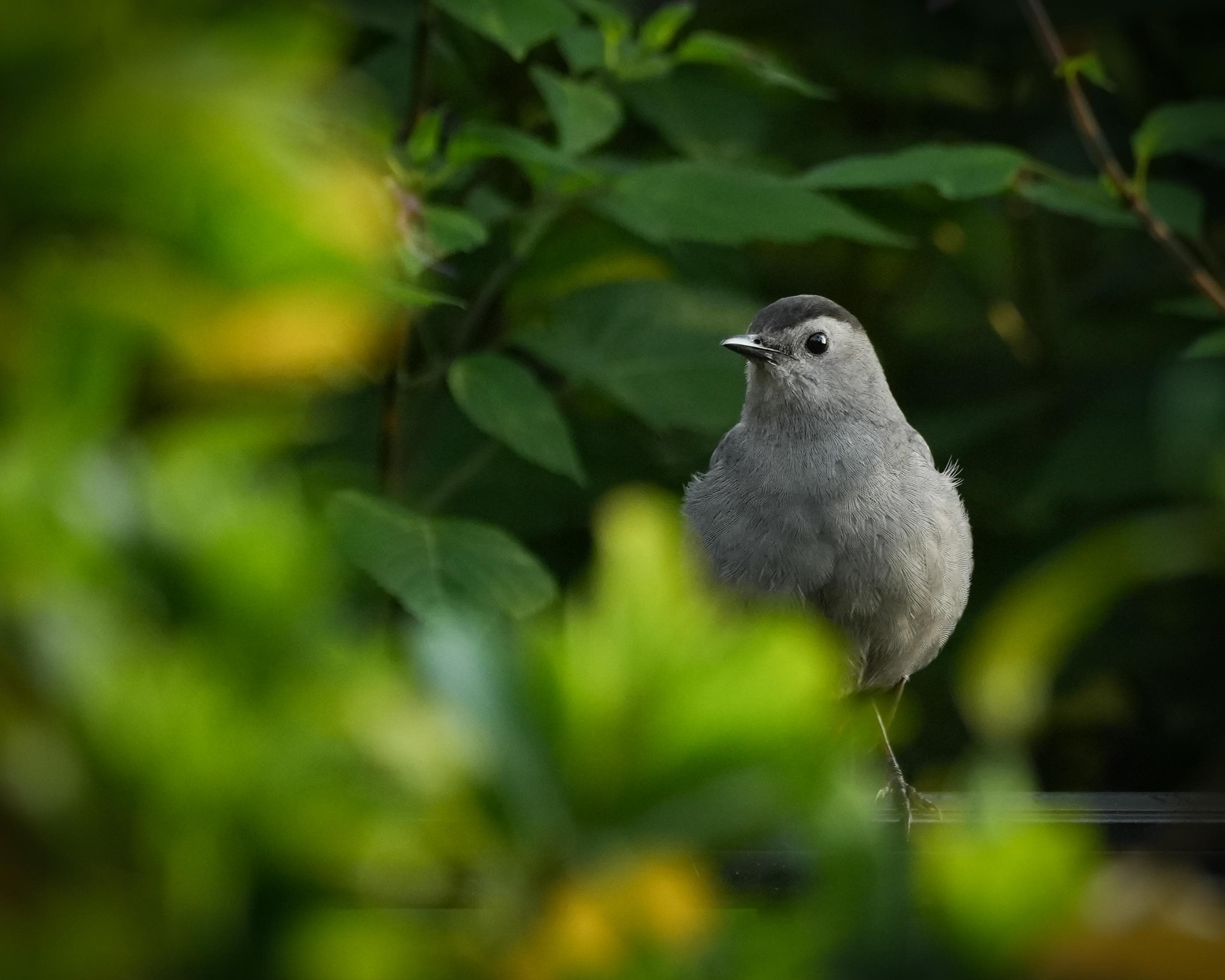 Gray Catbird in the Garden, Photos, Nature Prints, Bird Photos - Etsy