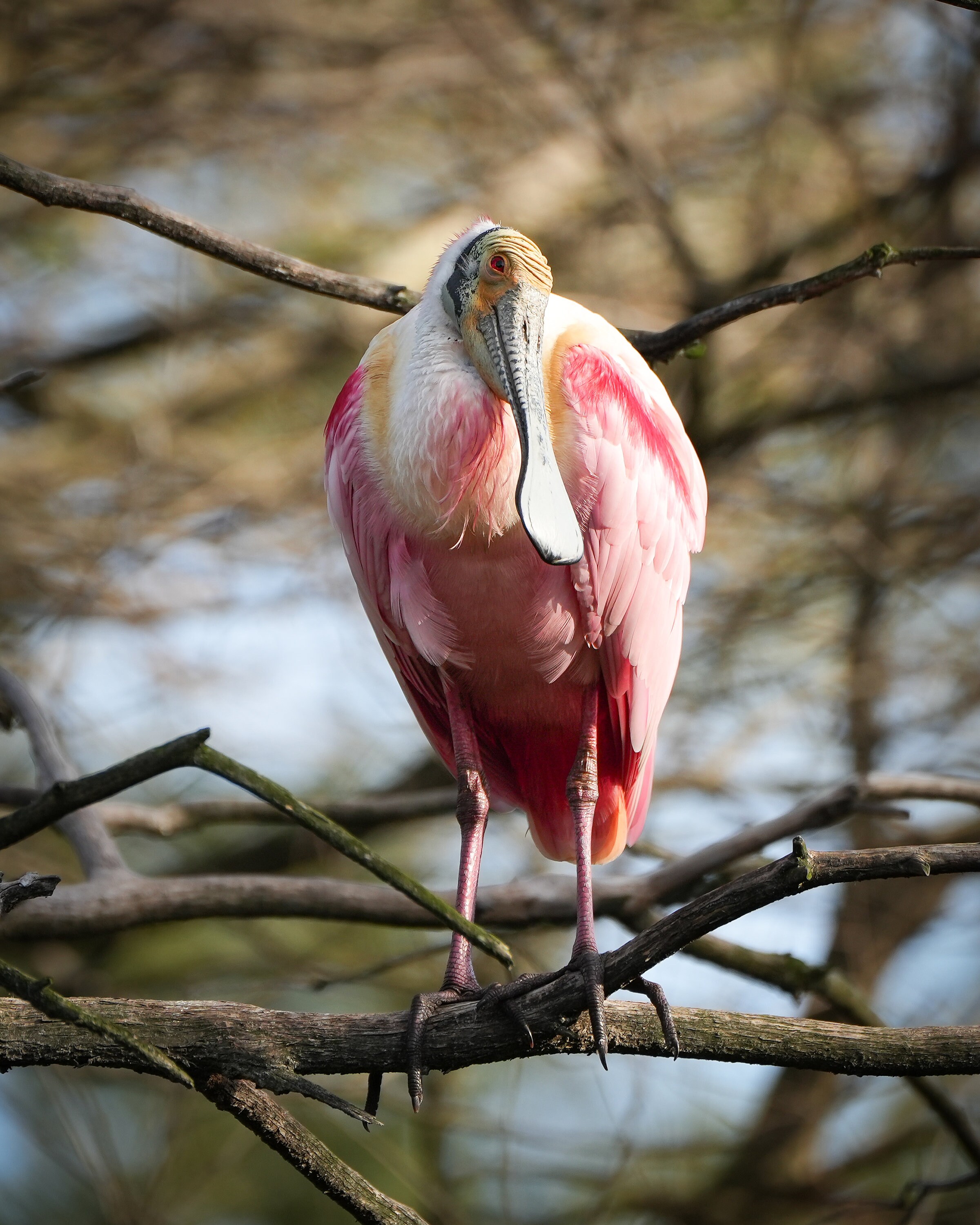 Roseate Spoonbill With Breeding Colors Print, 4 Variations, Bird Photo ...