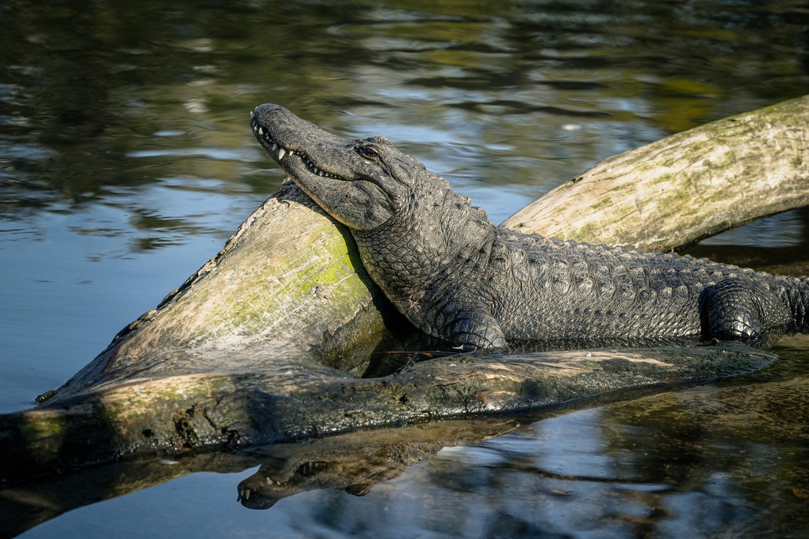 Alligator Smile Prints, 3 Variations, St. Augustine Alligator Farm ...
