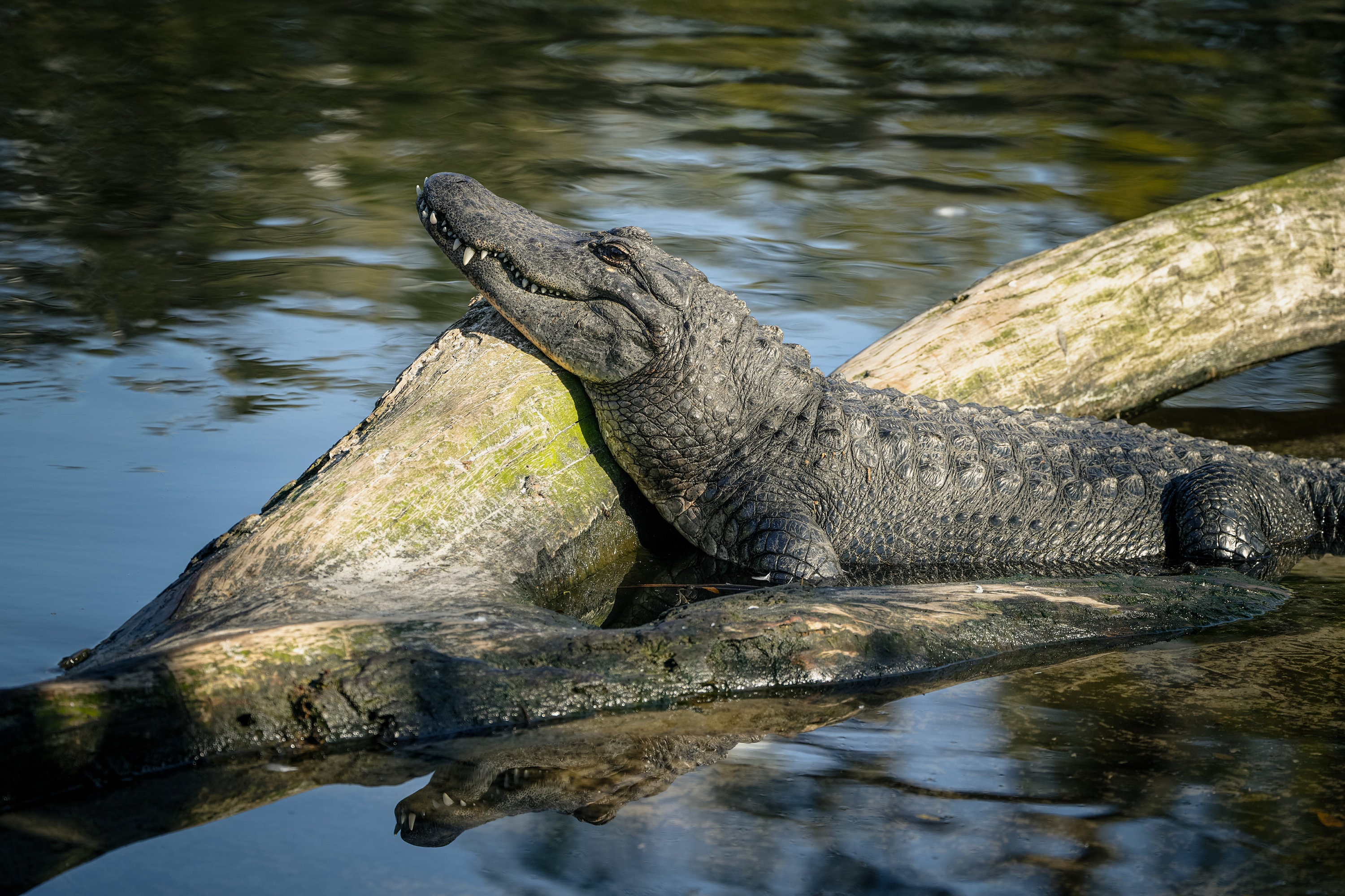 Alligator Smile Prints, 3 Variations, St. Augustine Alligator Farm ...